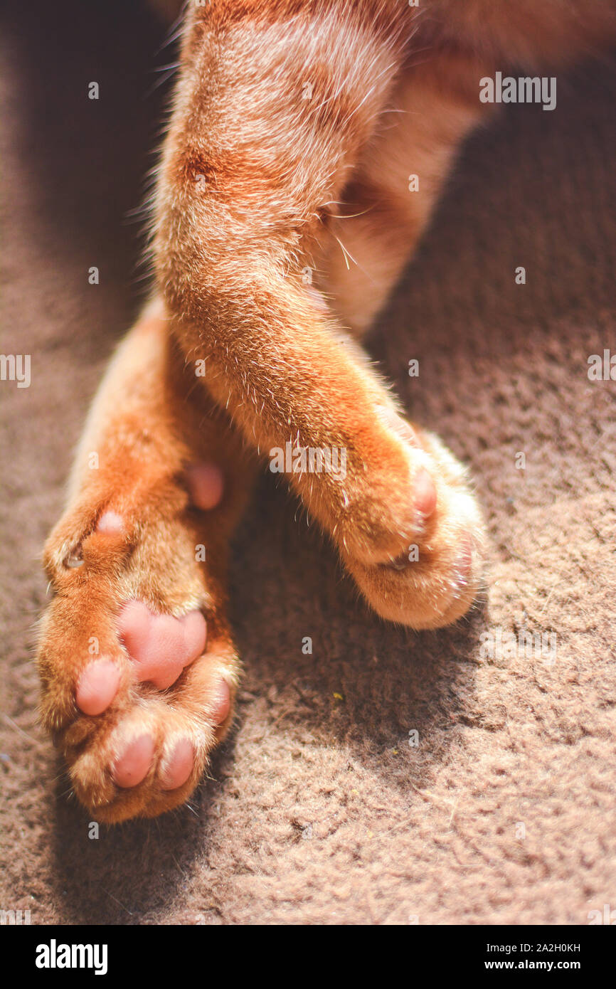 Cute Cat paw.Kitty leg on brown carpet Stock Photo - Alamy