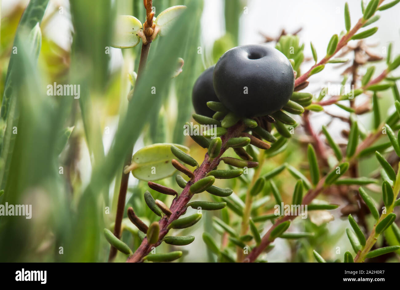 Crowberry closeup hi-res stock photography and images - Alamy