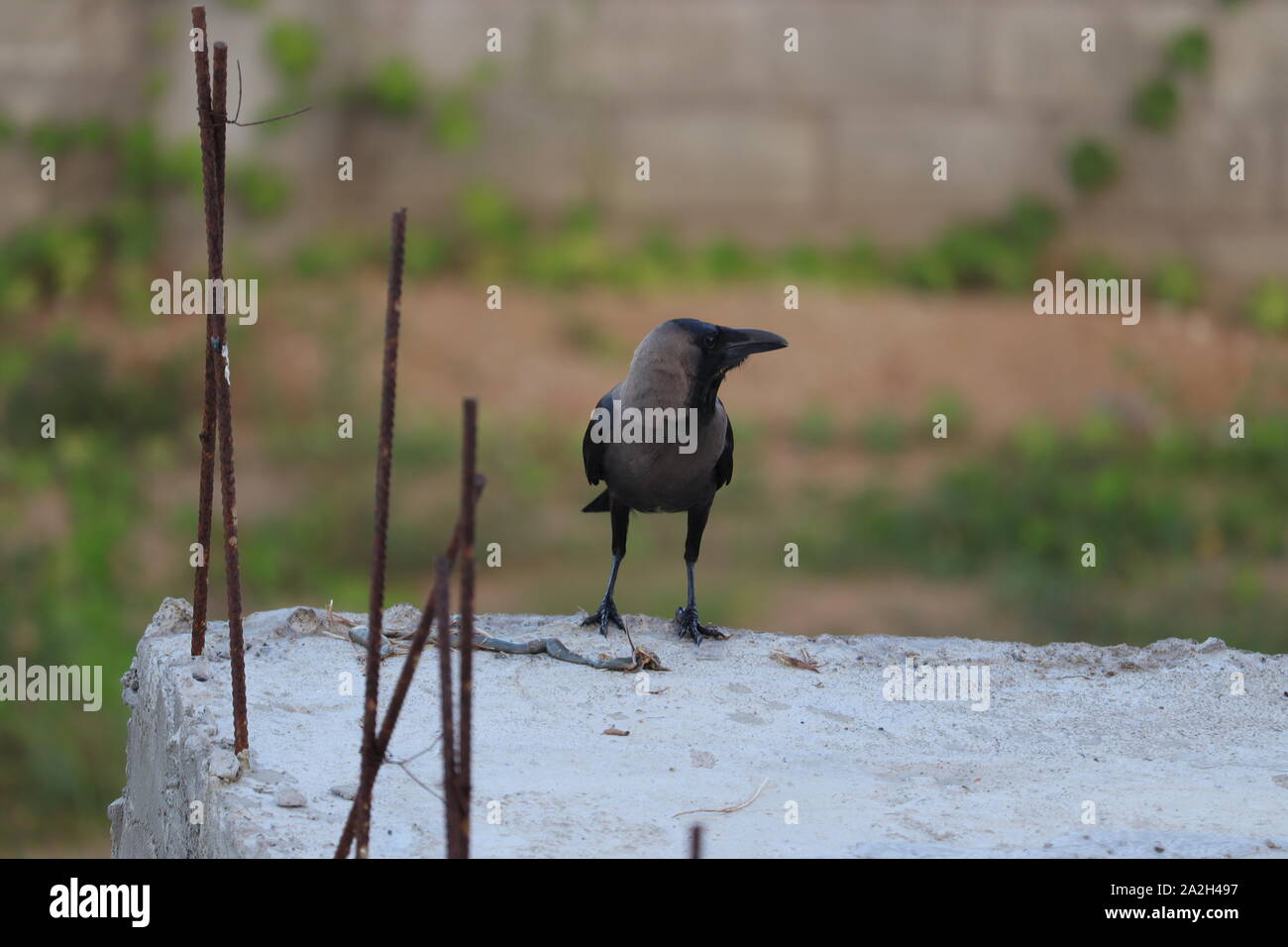 The house crow, also known as the Indian, greynecked, Ceylon or Colombo ...