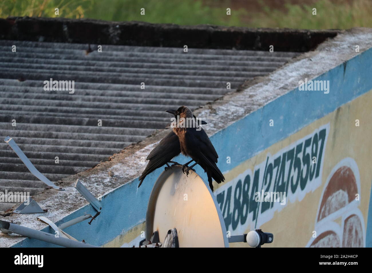 The house crow, also known as the Indian, greynecked, Ceylon or Colombo ...