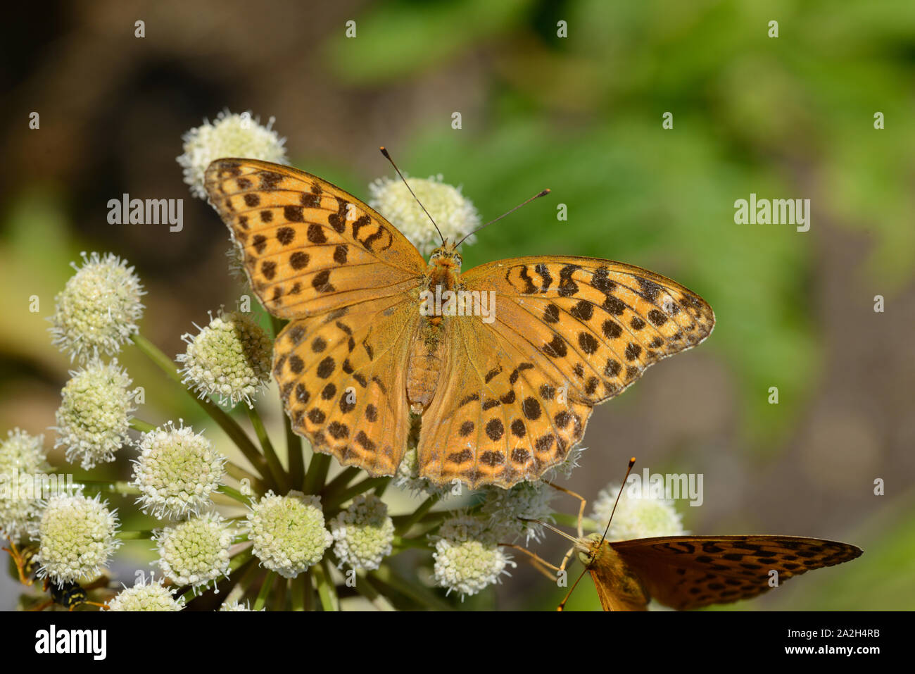 Single High Brown Fritillary Butterfly, Fabriciana adippe, on Common ...