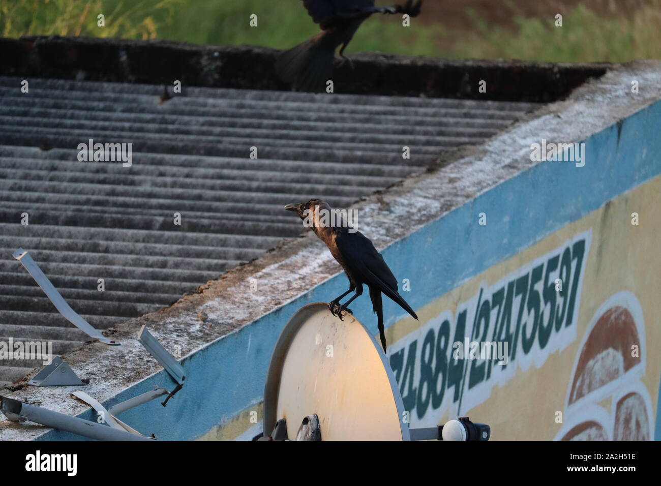 Crow wing dark hi-res stock photography and images - Alamy