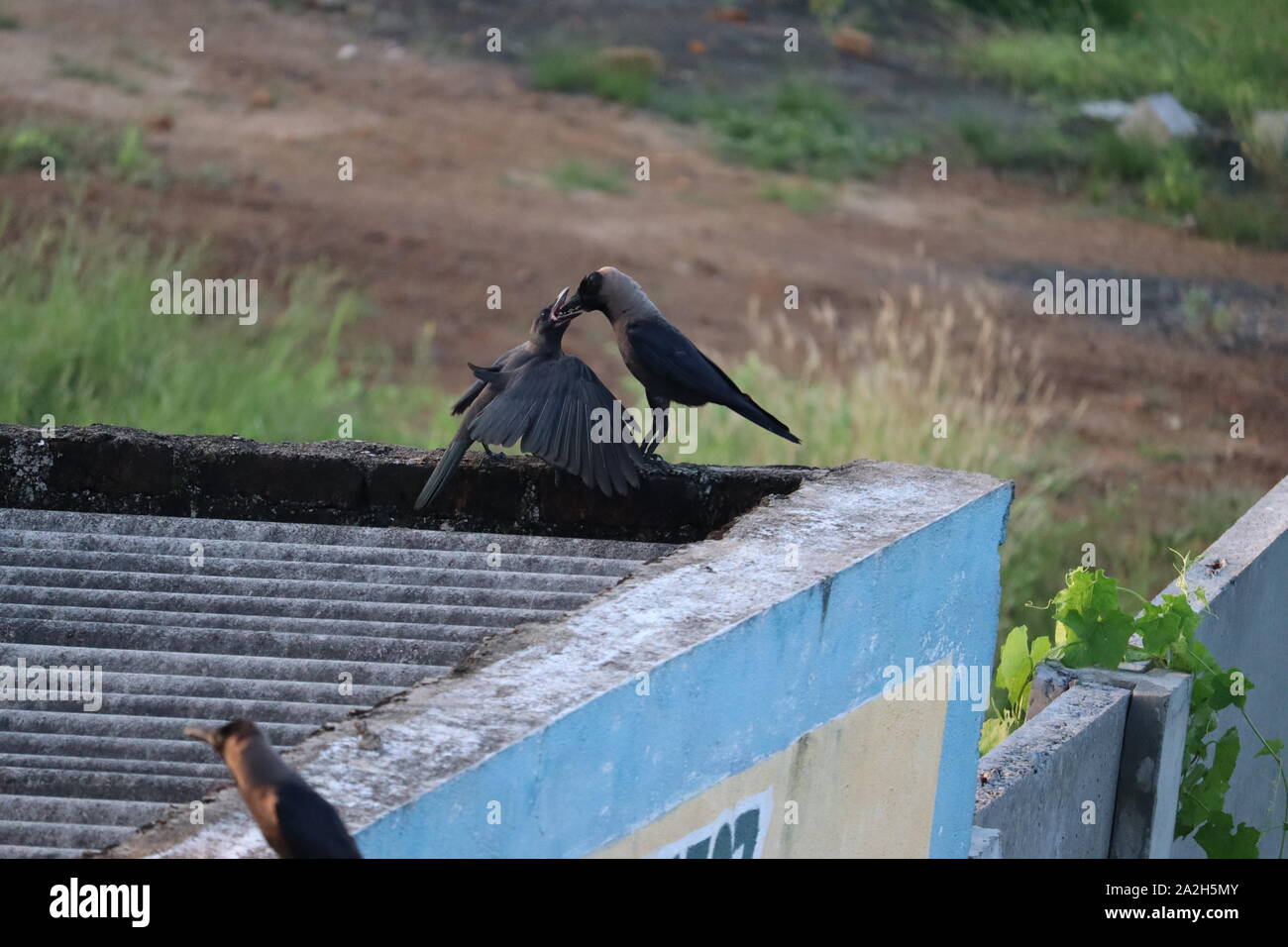 The house crow, also known as the Indian, greynecked, Ceylon or Colombo ...