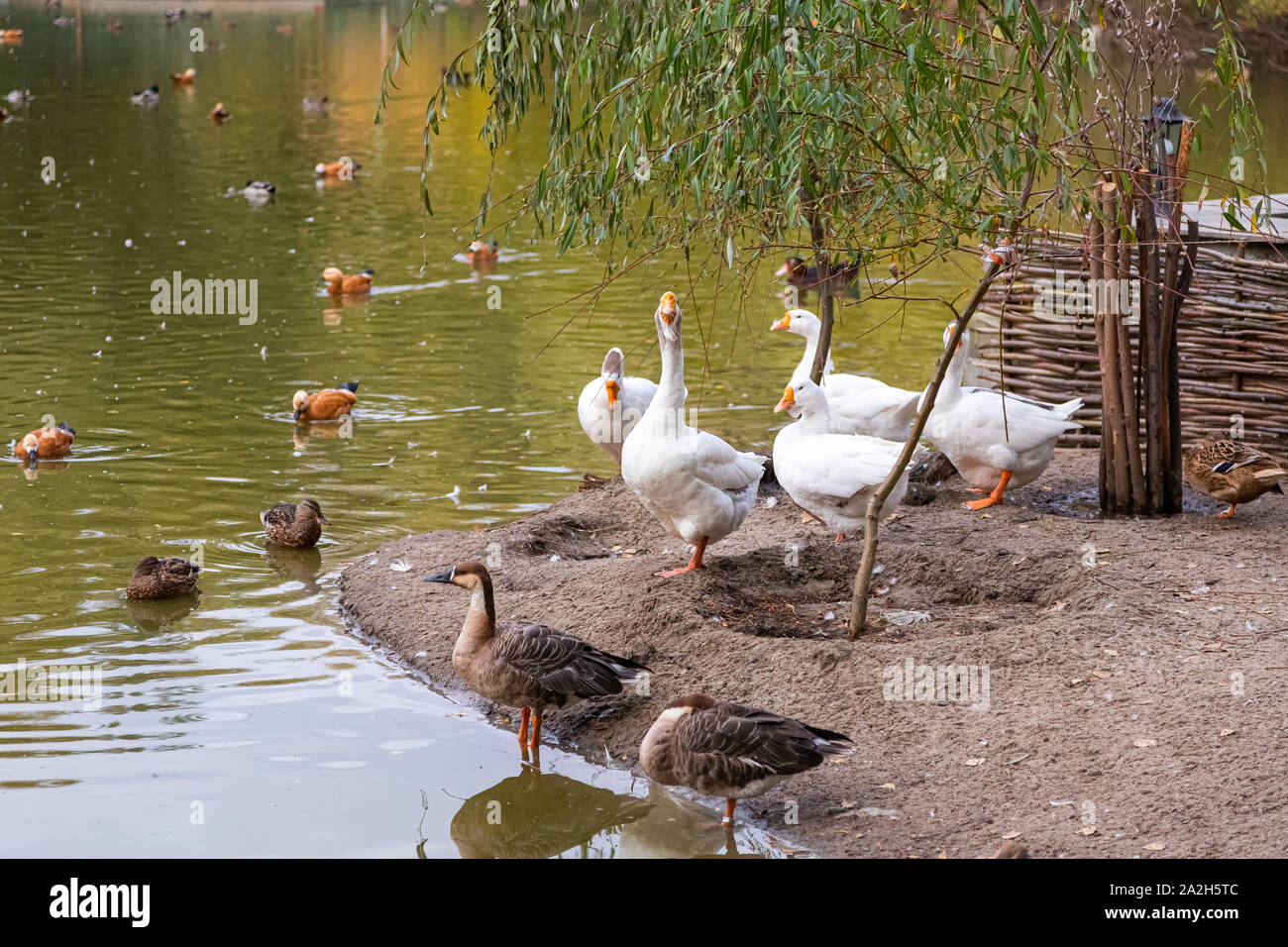 A large pond with a huge number of birds: white geese, brown ducks of ...
