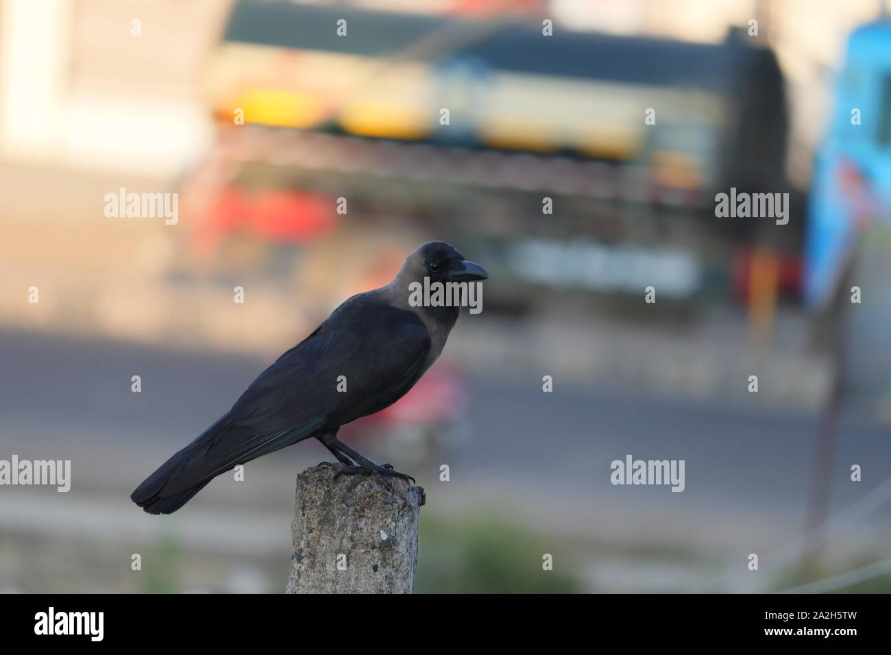 Crow landing on field hi-res stock photography and images - Alamy