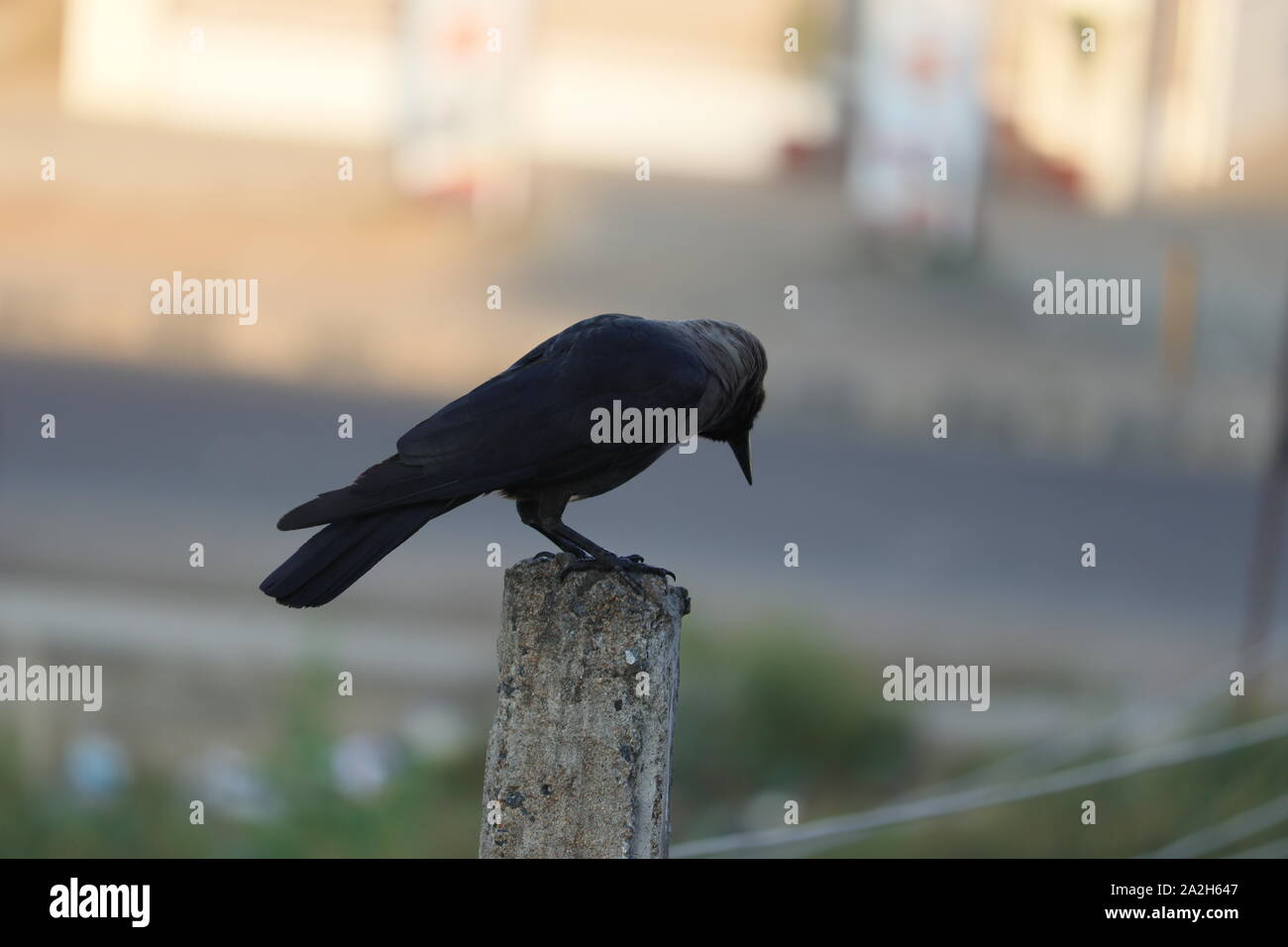 A wild crow on nature background. Low light image Stock Photo - Alamy