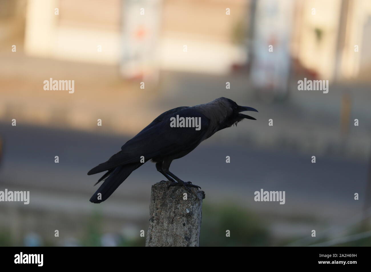 A wild crow on nature background. Low light image Stock Photo - Alamy