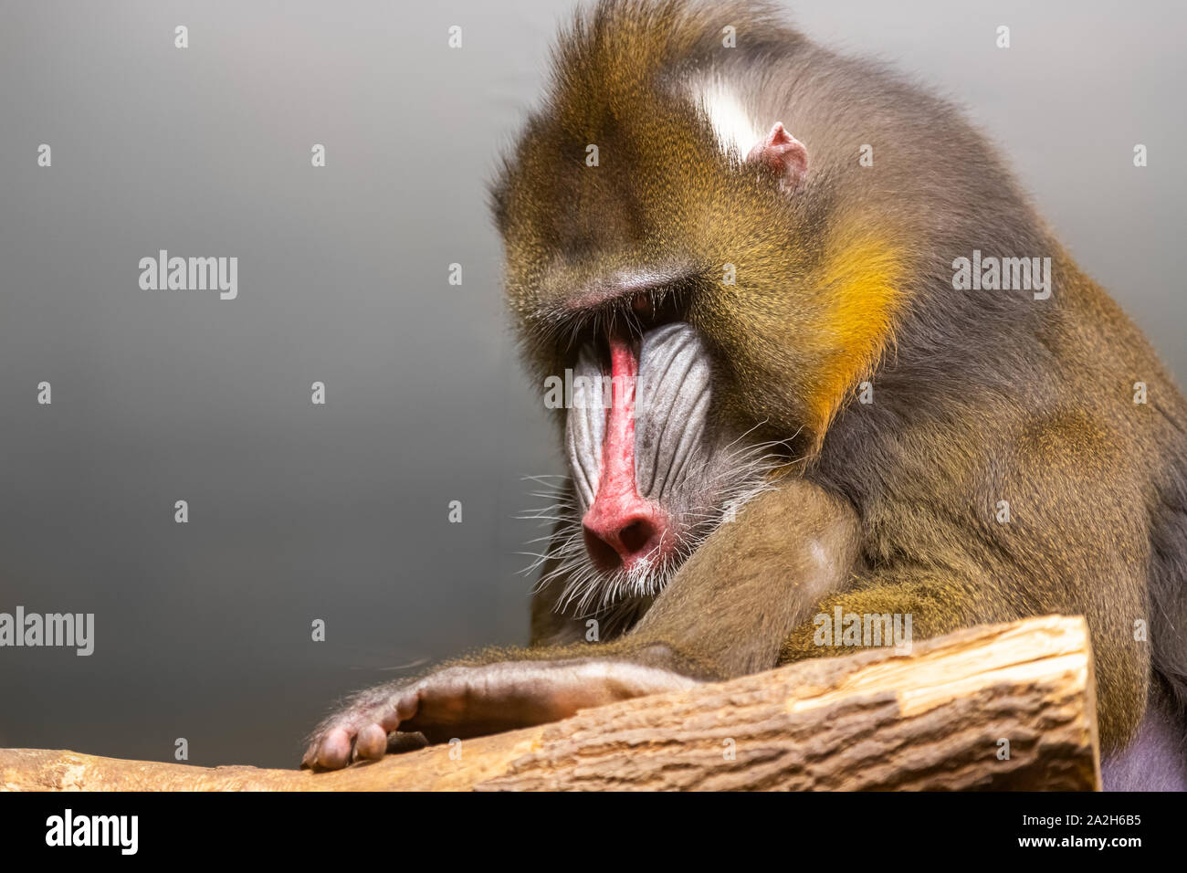 Mandrill scenery hi-res stock photography and images - Alamy