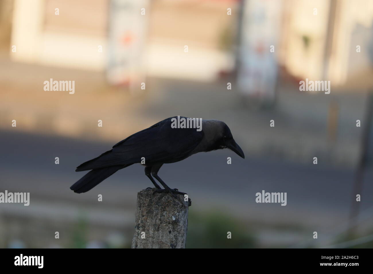 Crow landing on field hi-res stock photography and images - Alamy