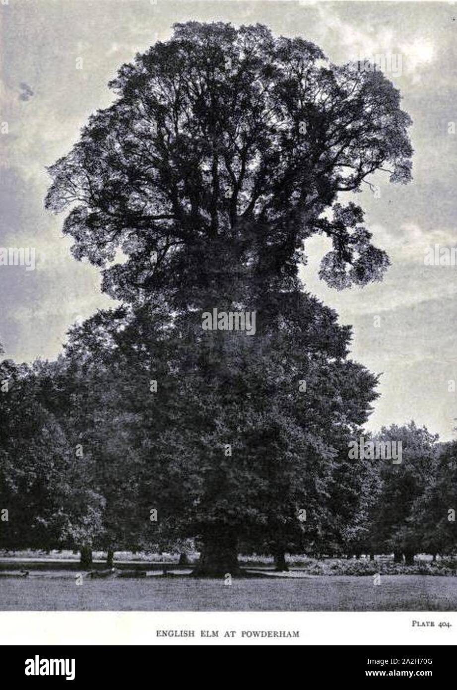 English elm hi-res stock photography and images - Alamy
