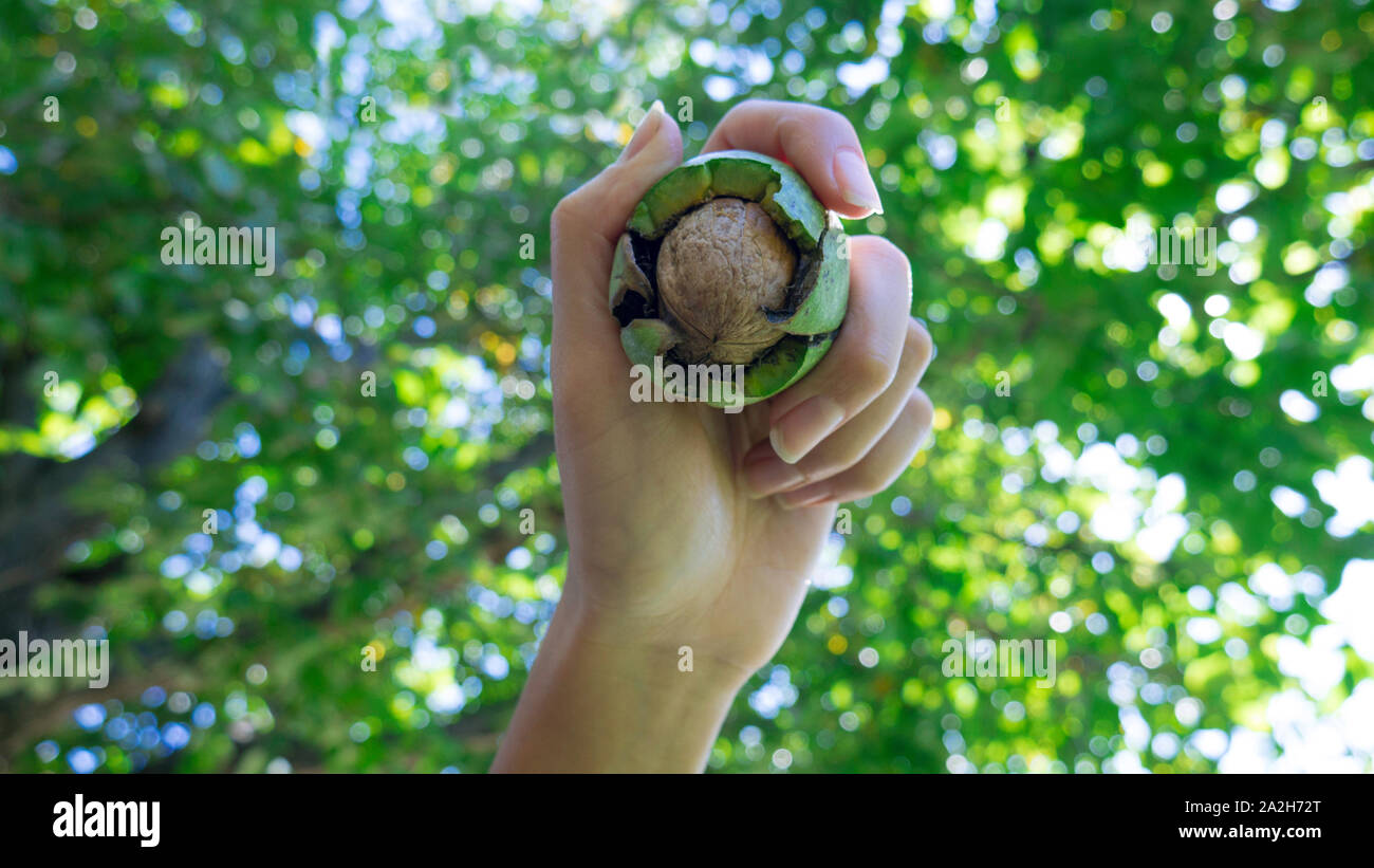 Walnut shell in hand hi-res stock photography and images - Alamy