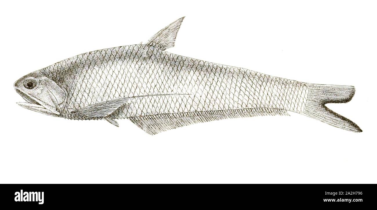 Engraulis telara hi-res stock photography and images - Alamy