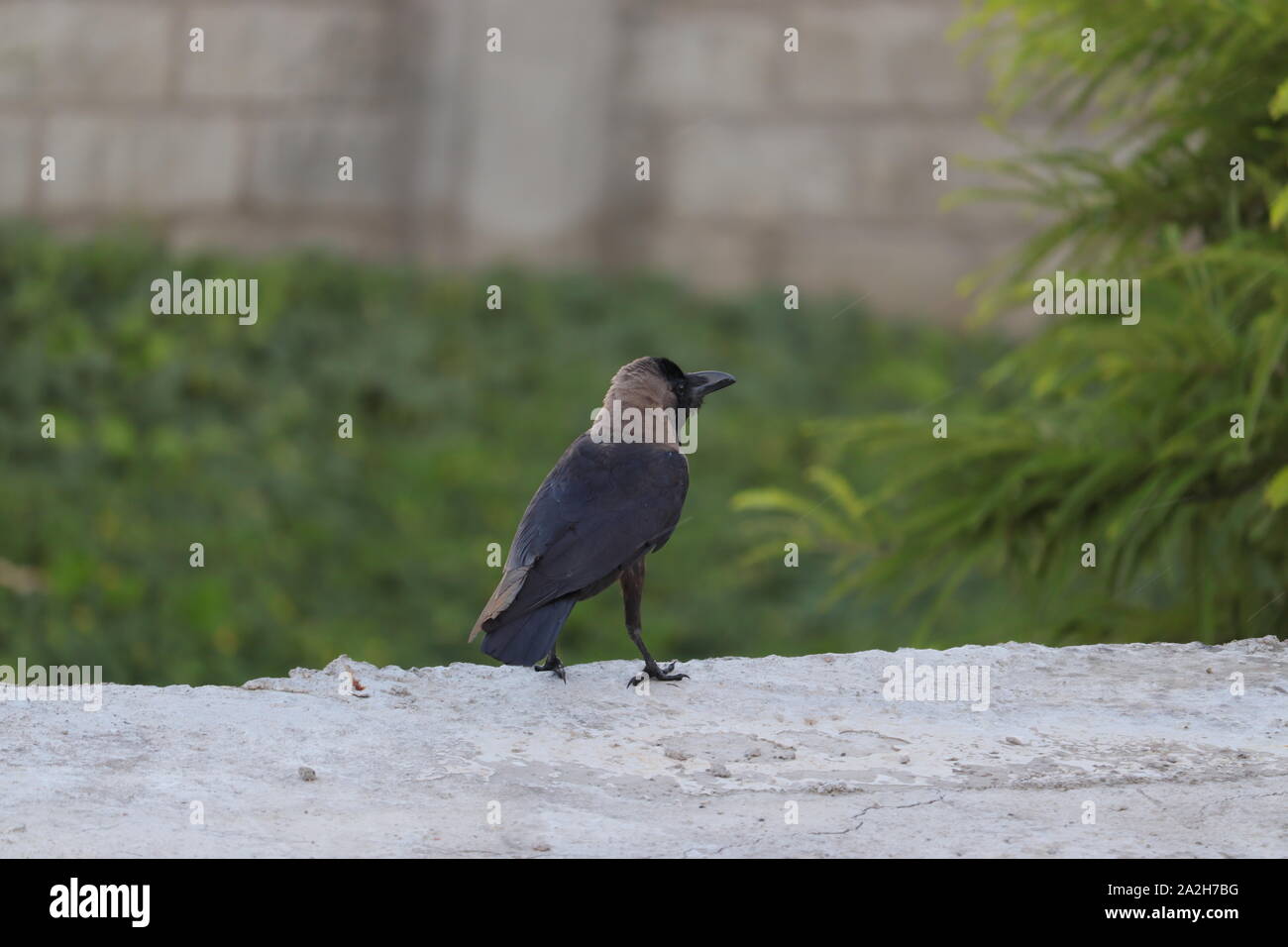 The House Crow or The Indian Grey-necked Stock Photo - Alamy