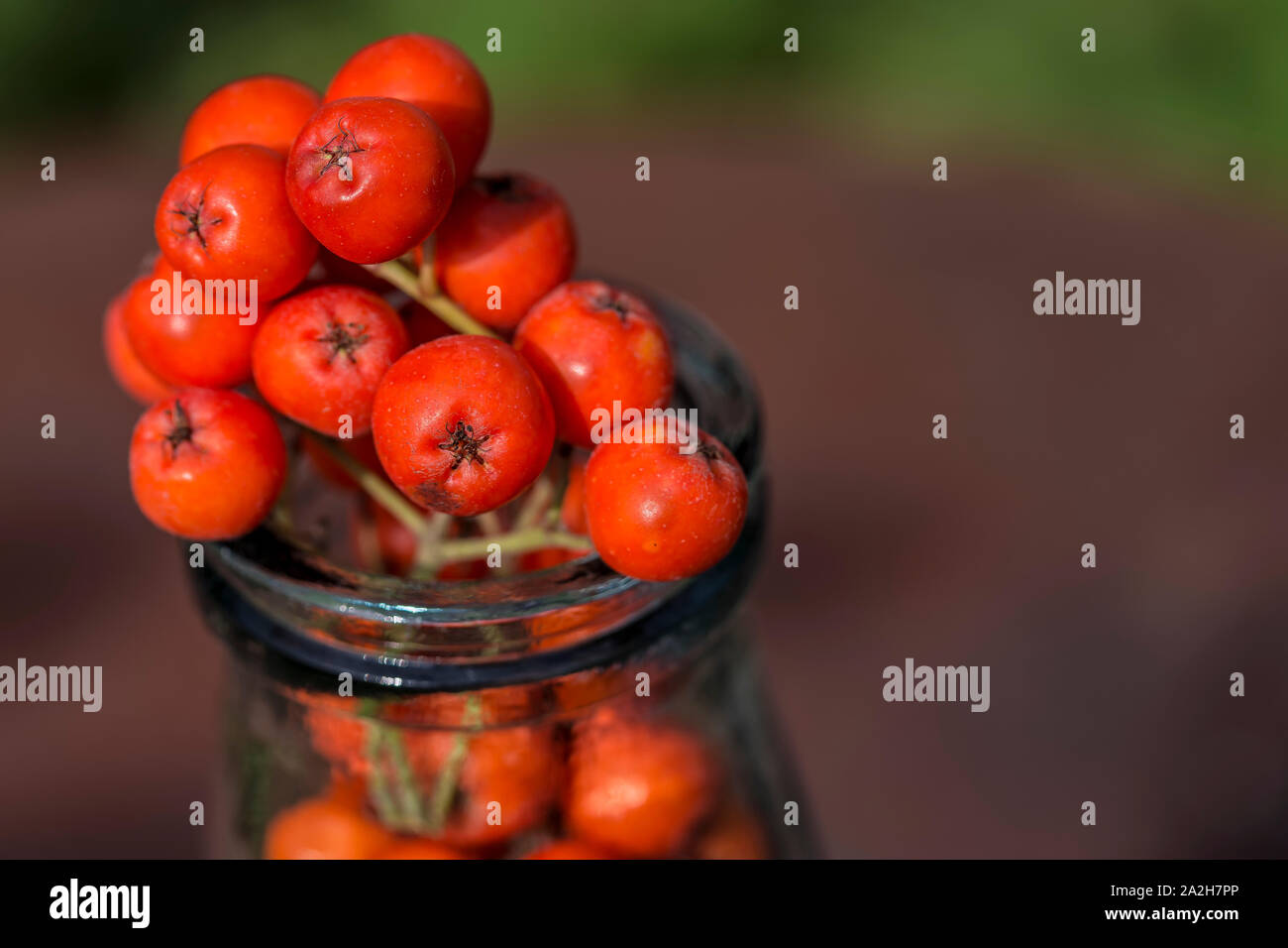Ripe red fruits of mountain ash (Sorbus aucuparia) are located in the ...