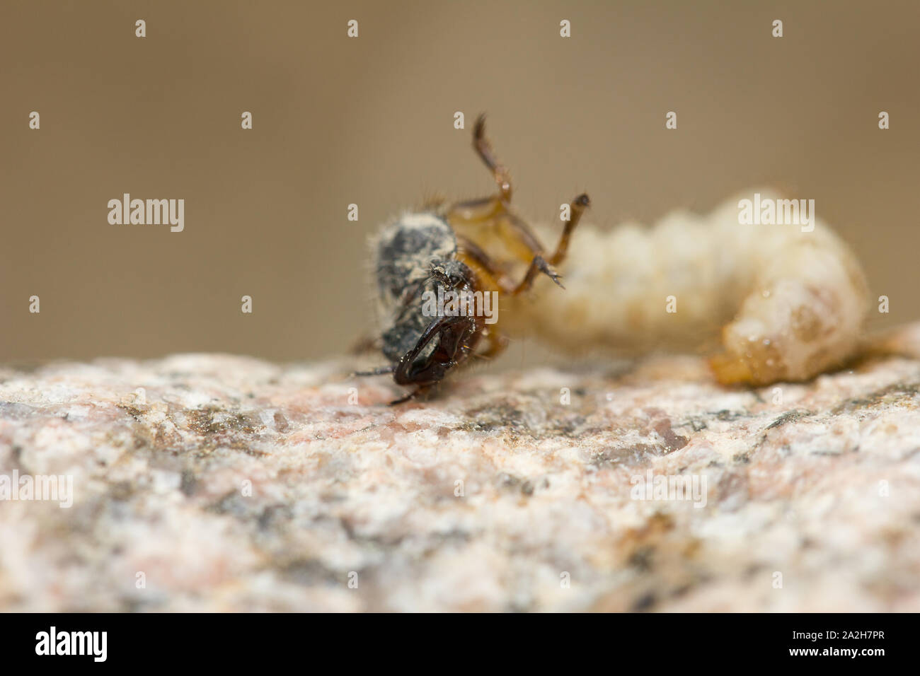 Cicindela campestris larvae hi-res stock photography and images - Alamy