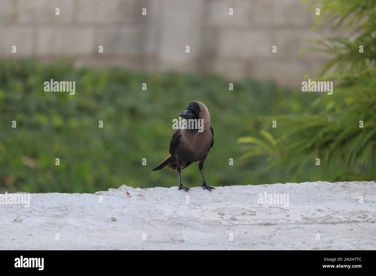 Grey necked crow hi-res stock photography and images - Alamy