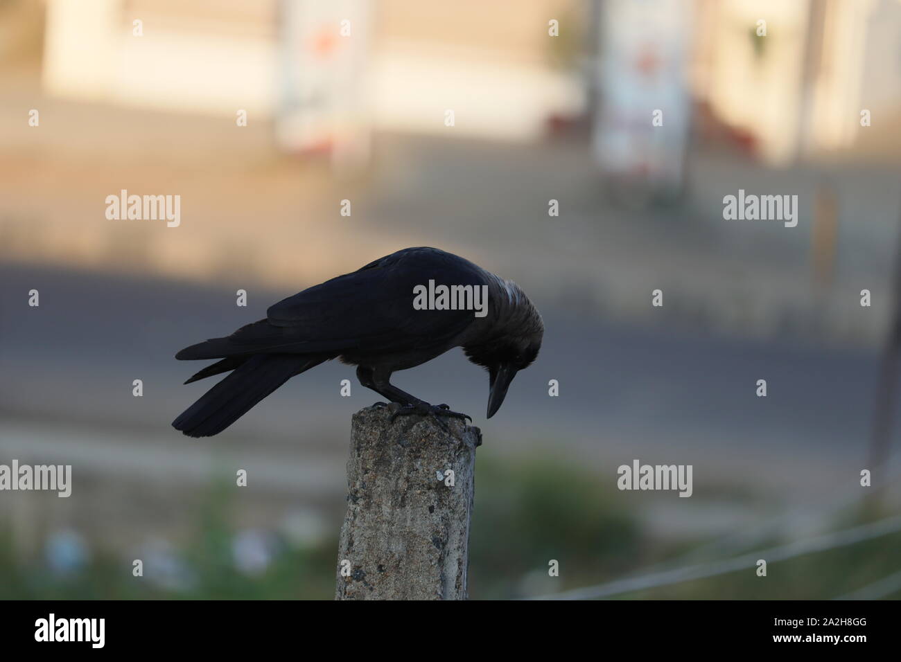 Crow landing on field hi-res stock photography and images - Alamy
