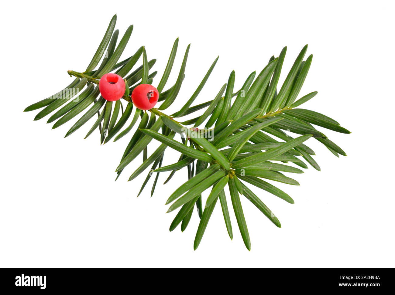 Taxus baccata known as yew, English yew or European yew. Isolated on ...