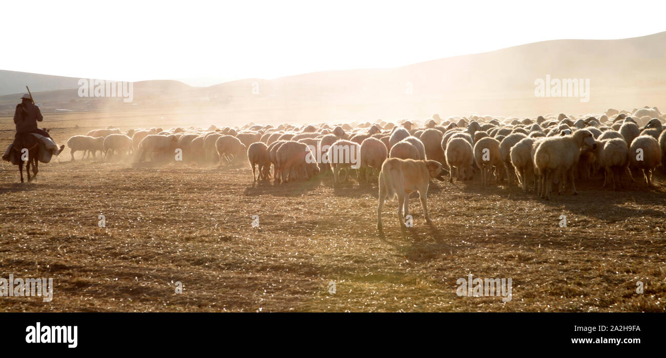 grazing sheep, shepherd and sheepdog Stock Photo - Alamy