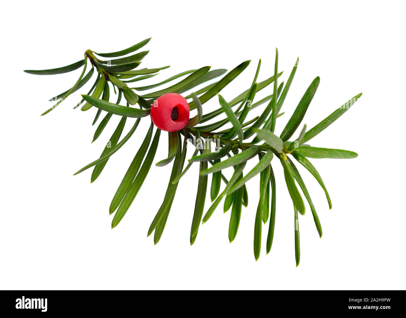 Taxus baccata known as yew, English yew or European yew. Isolated on ...