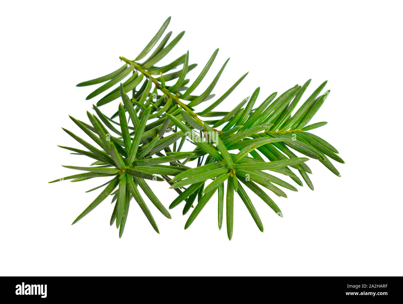 Taxus baccata known as yew, English yew or European yew. Isolated on ...