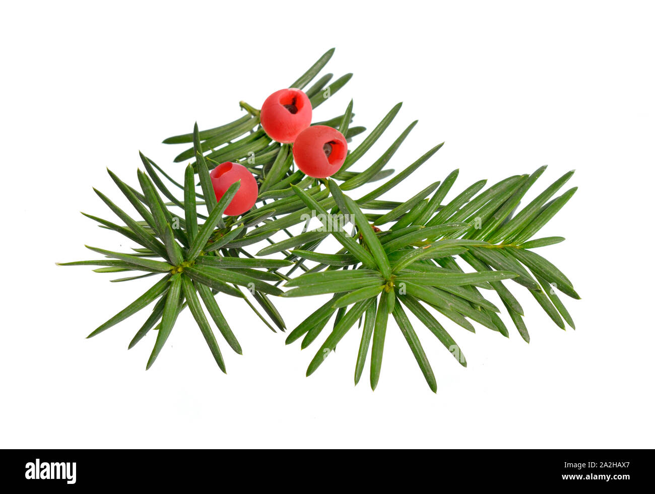 Taxus baccata known as yew, English yew or European yew. Isolated on ...