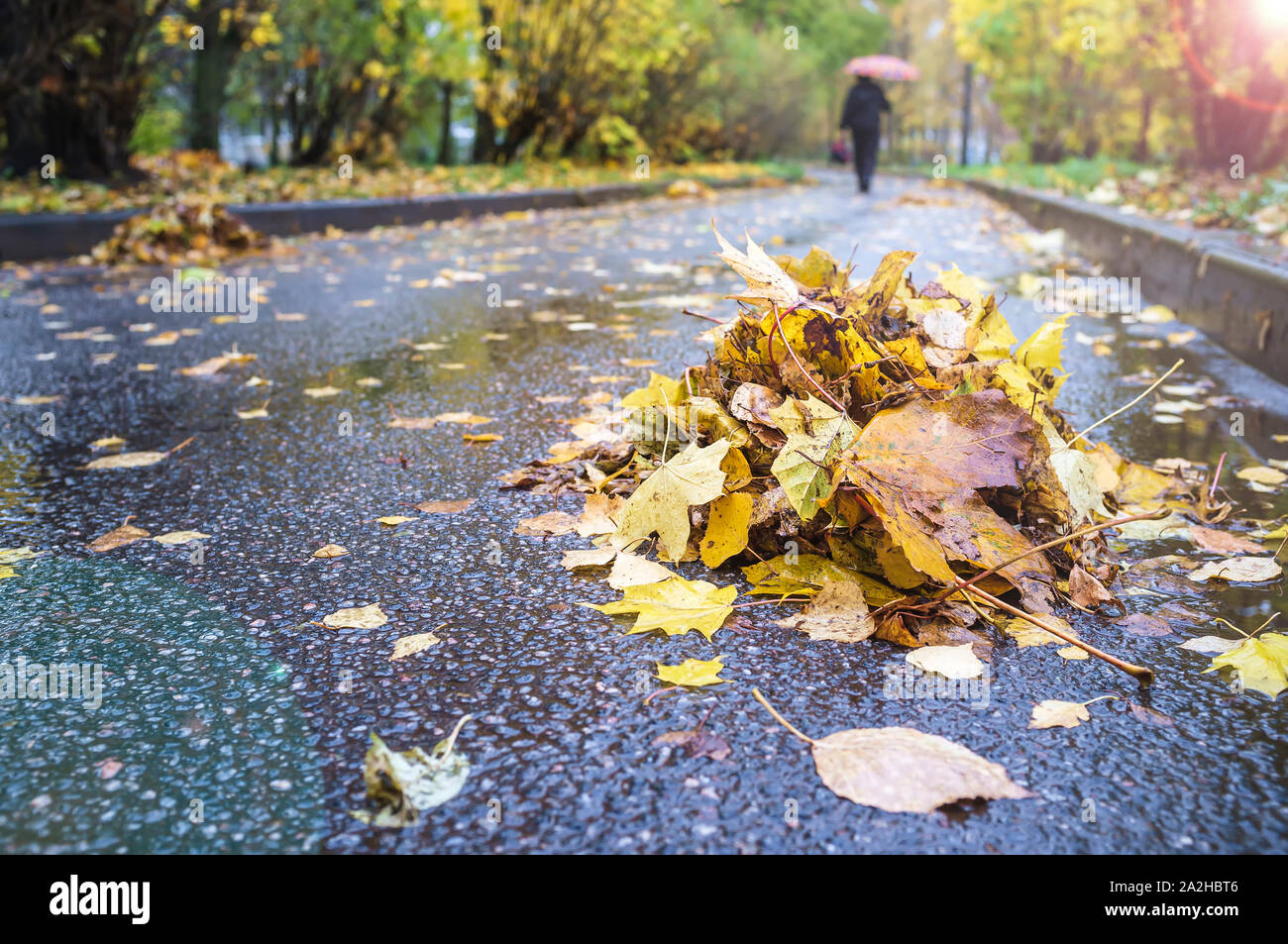 A bunch of autumn leaves swept the cleaners to the edge of the asphalt ...