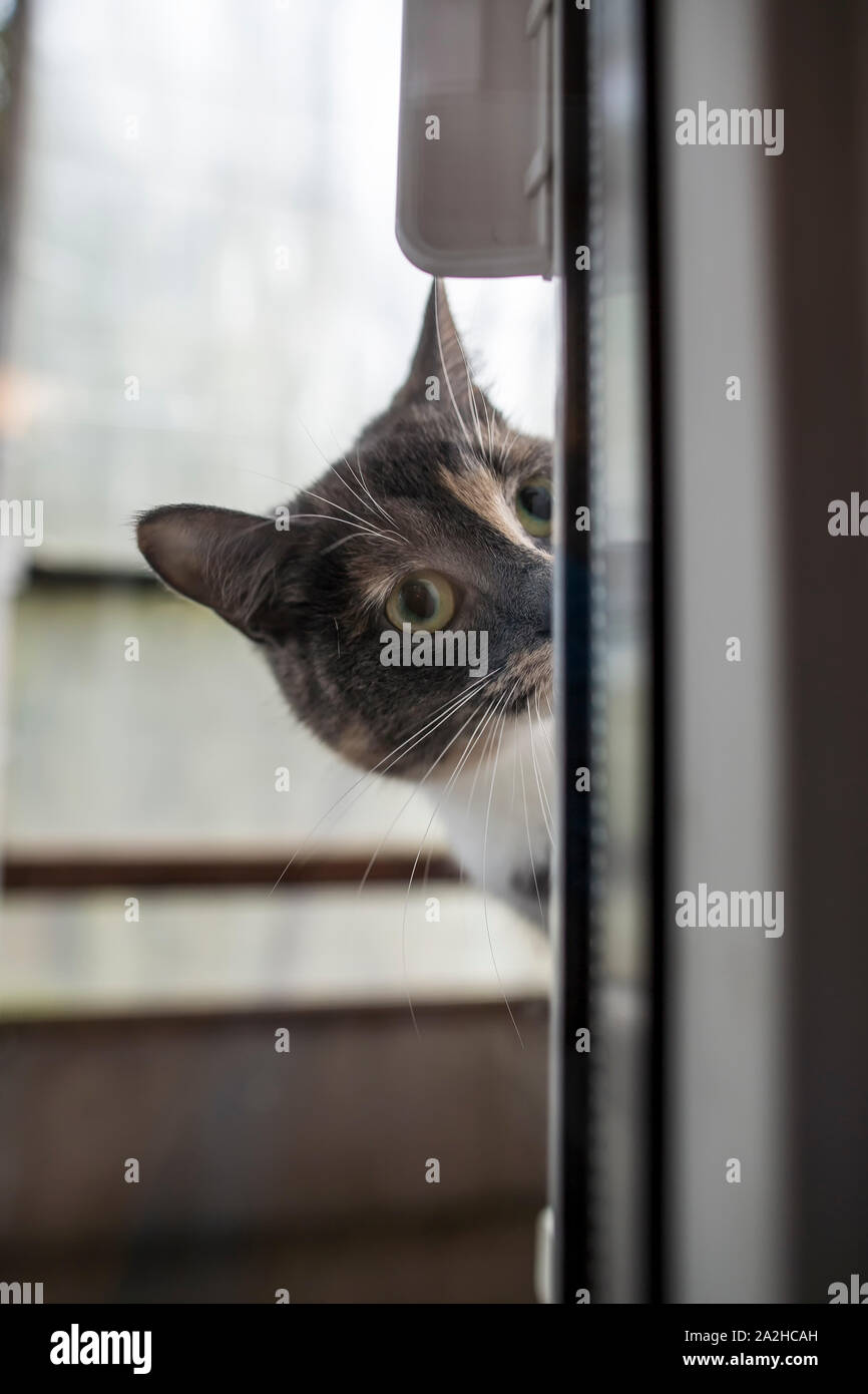 Cute young cat peeping at a closed window. Close-up Stock Photo - Alamy