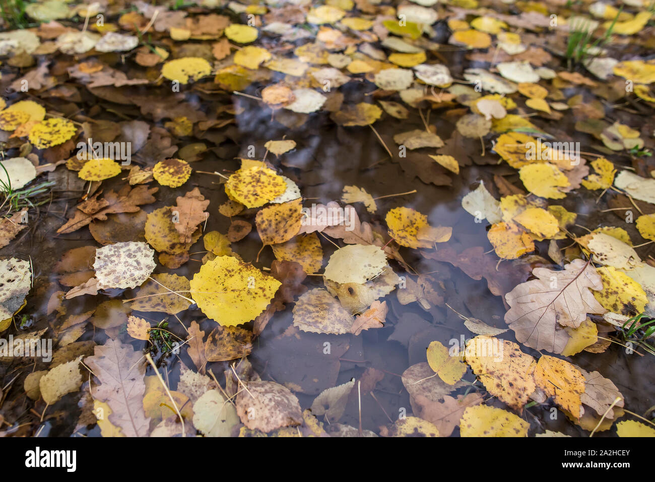 Yellow autumn leaves in a rain puddle. Close-up Stock Photo - Alamy