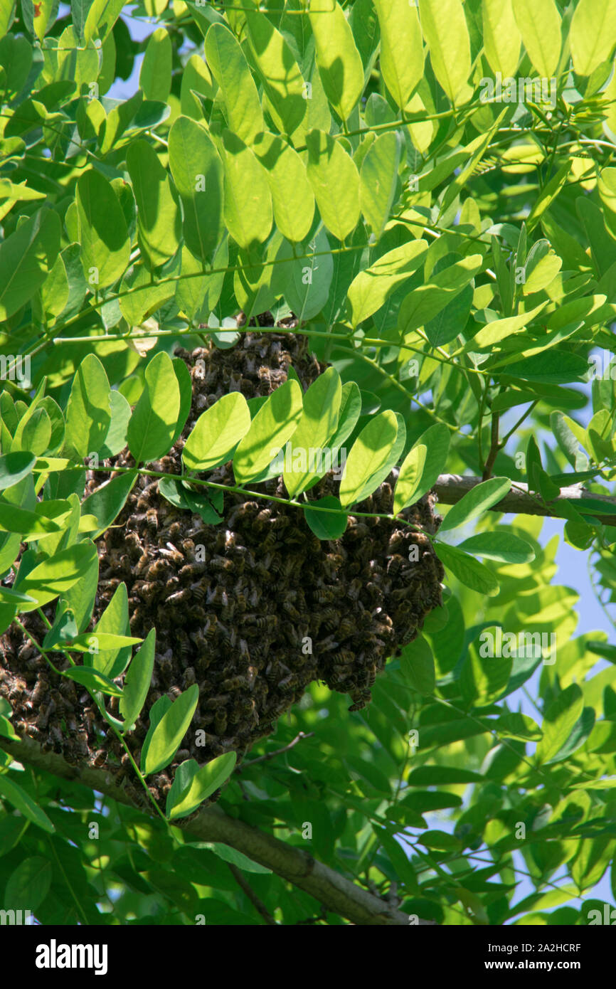 Swarming bees. Formation of a new colony (family) bees on a branch of a ...