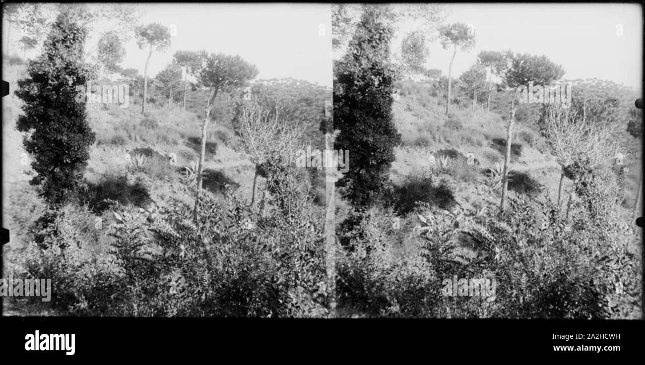 Els pins hi-res stock photography and images - Alamy