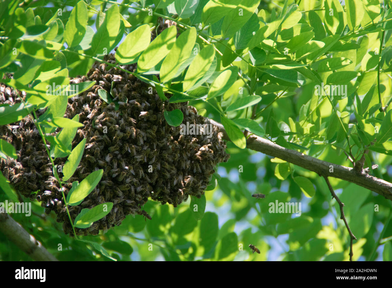 Swarming bees. Formation of a new colony (family) bees on a branch of a ...