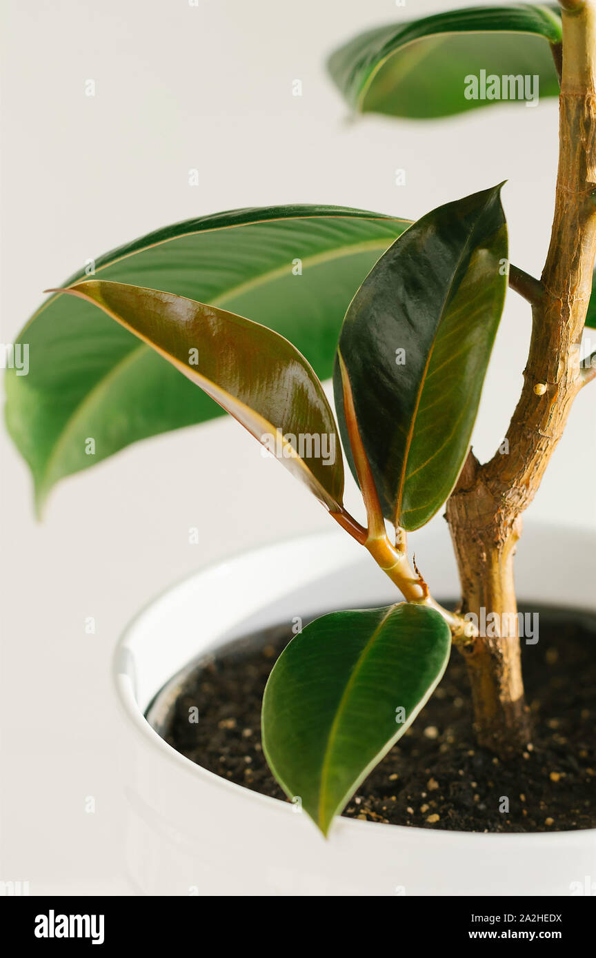 A small process of ficus of an elastic plant rubber tree . Close up ...