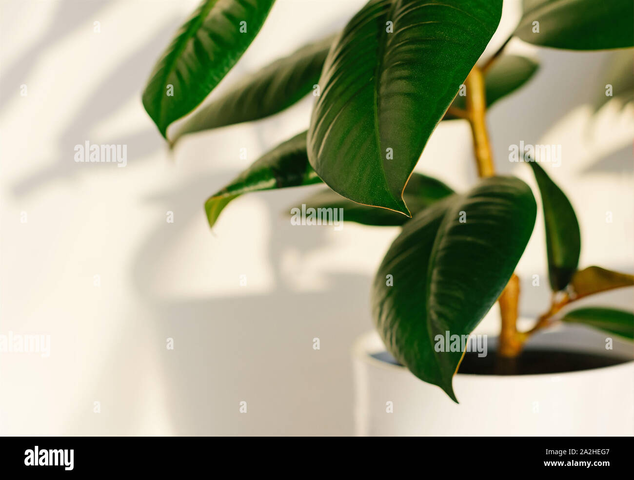 Ficus elastic plant rubber tree in a white ceramic flower pot. Close up ...