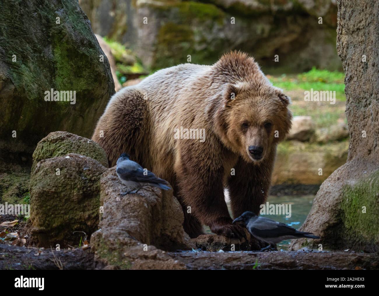 Zoo Animals Cage High Resolution Stock Photography and Images - Alamy