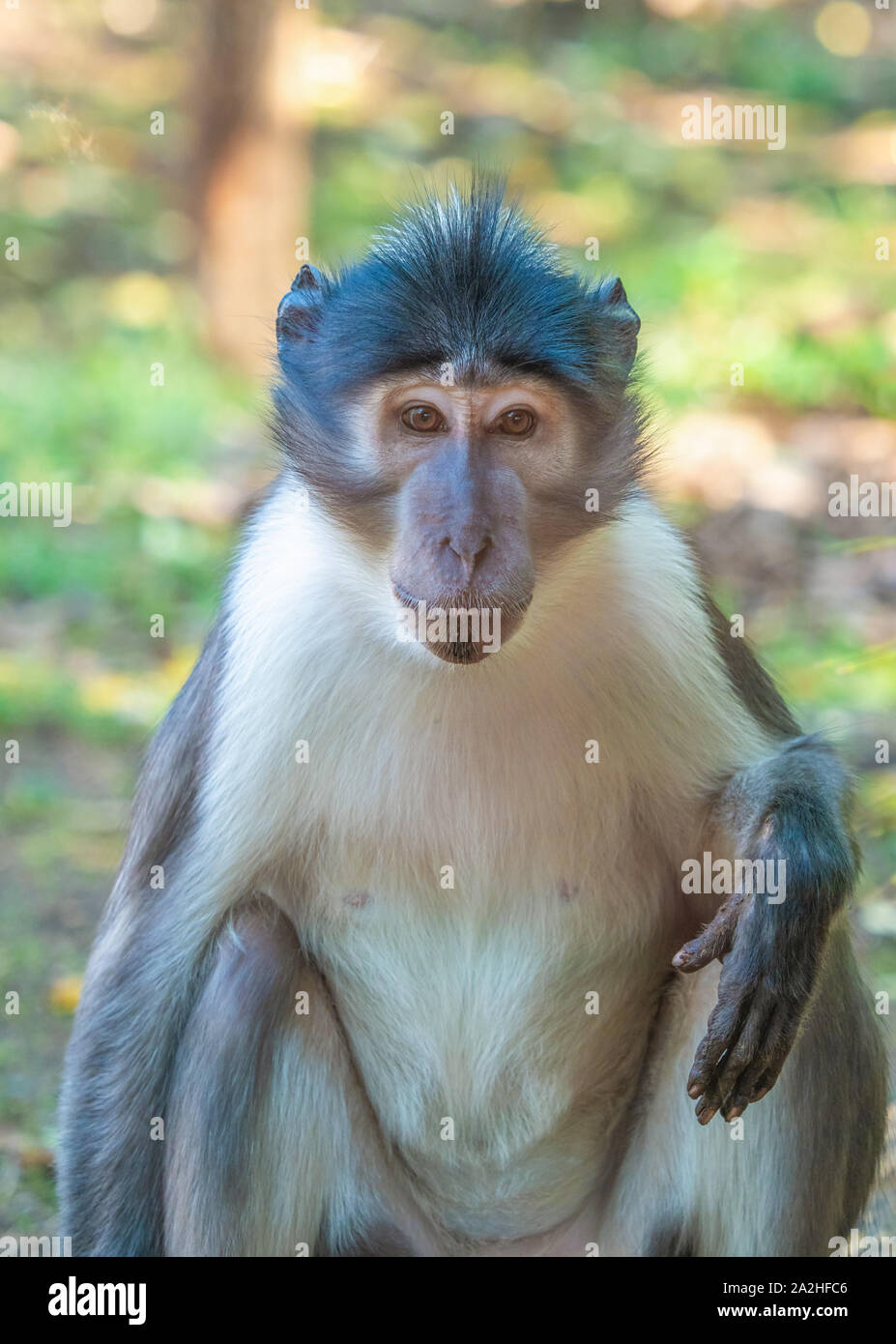 Animals Of The Rome The Colosseum Of Rome : Ostriches, Elephants And