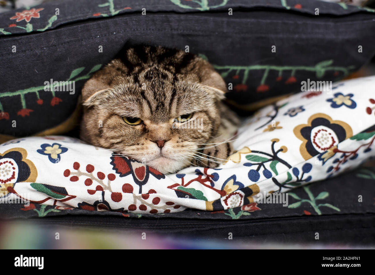 Stern gaze hi-res stock photography and images - Alamy