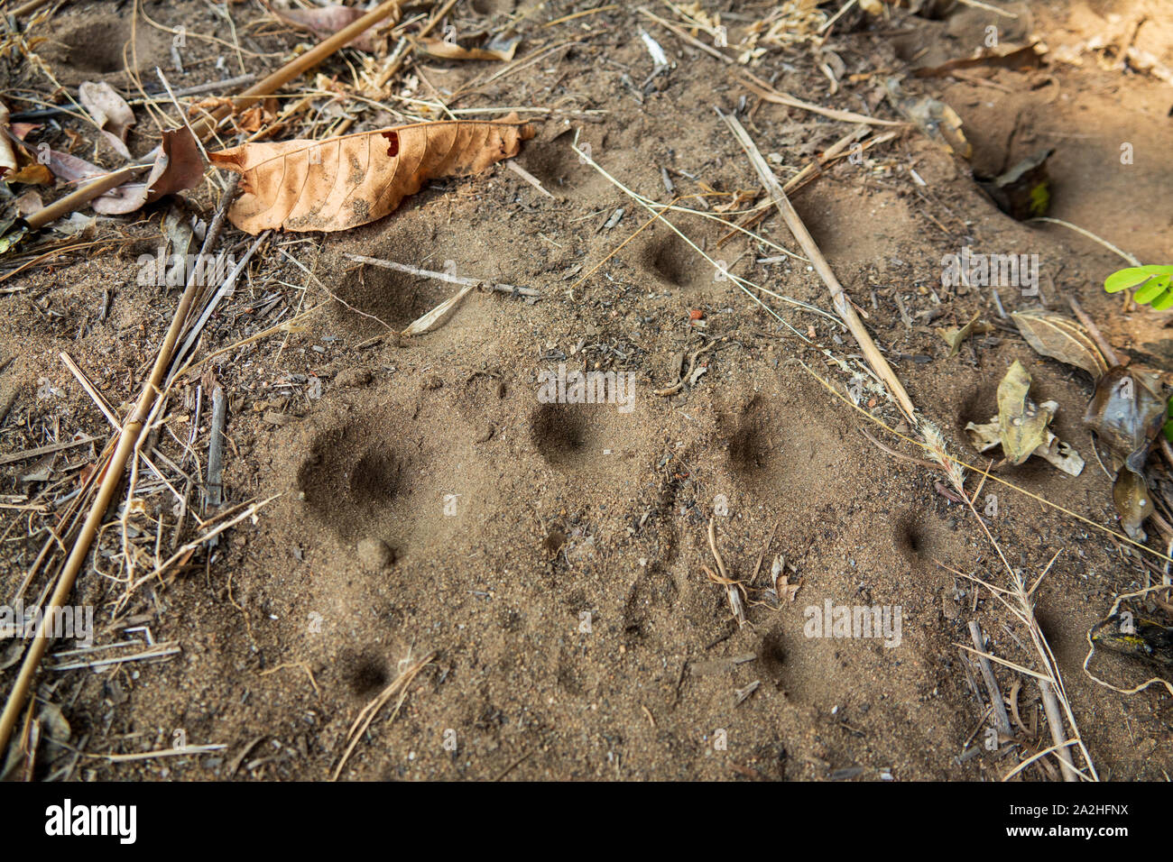 Closeup top view of many Antlion holes in the sand Stock Photo - Alamy
