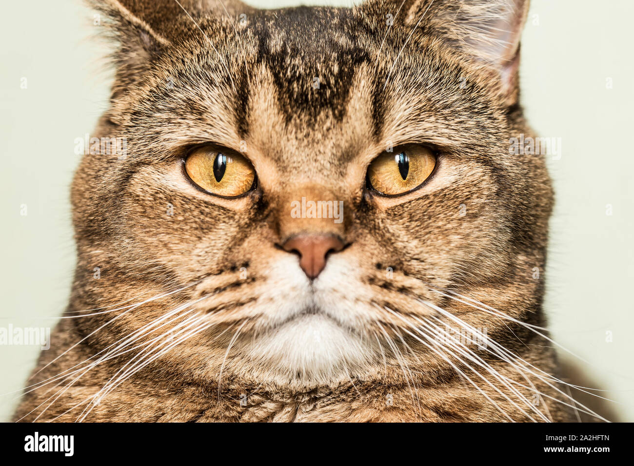 Front cocky hi-res stock photography and images - Alamy