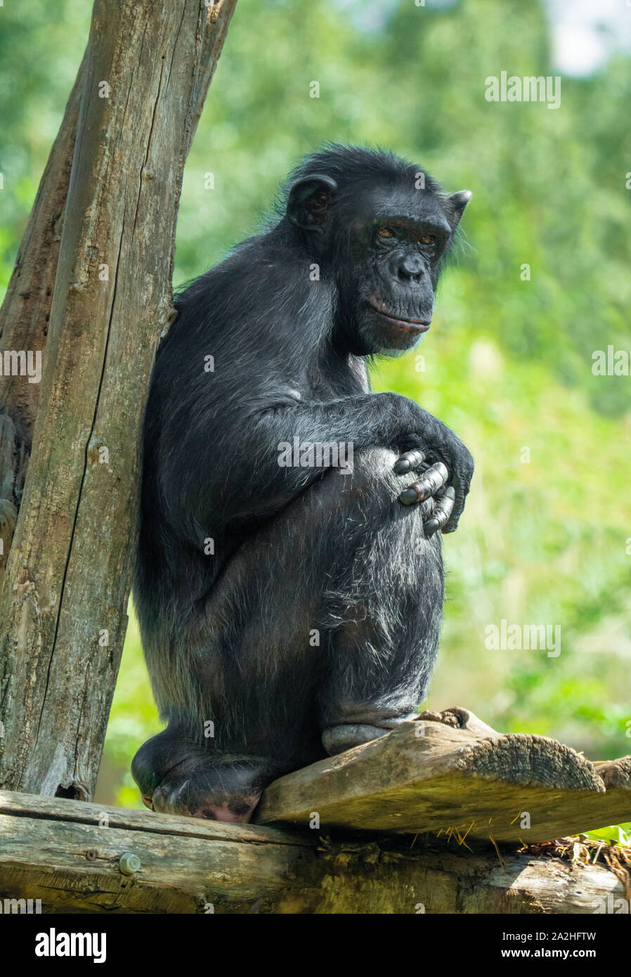 Bioparco hi-res stock photography and images - Alamy