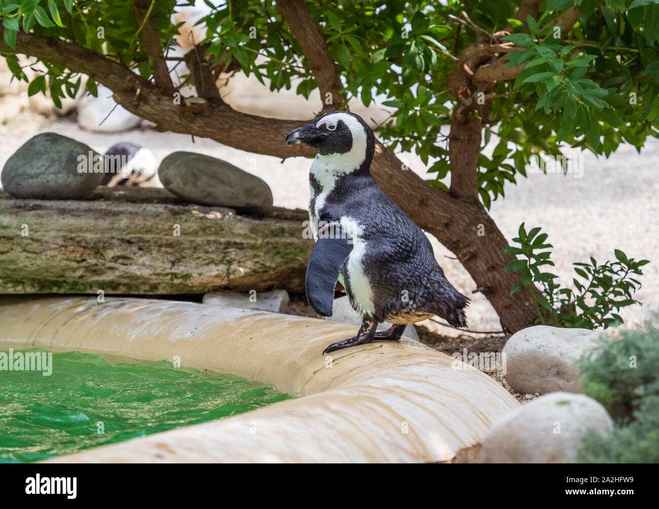 Rome (Italy) - The animals of Biopark, a statal and public zoological ...