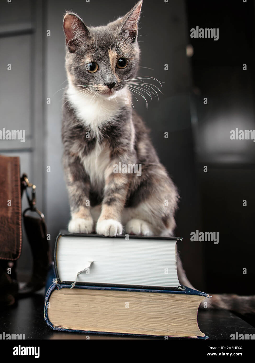 Stack of books and cat hi-res stock photography and images - Alamy