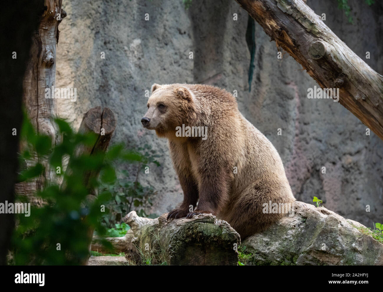 Rome (Italy) - The animals of Biopark, a statal and public zoological ...