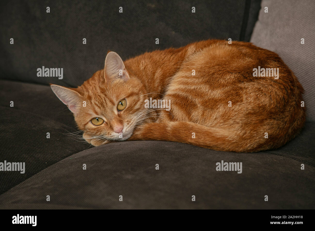 beautiful young red-haired cat poses for a photo Stock Photo - Alamy