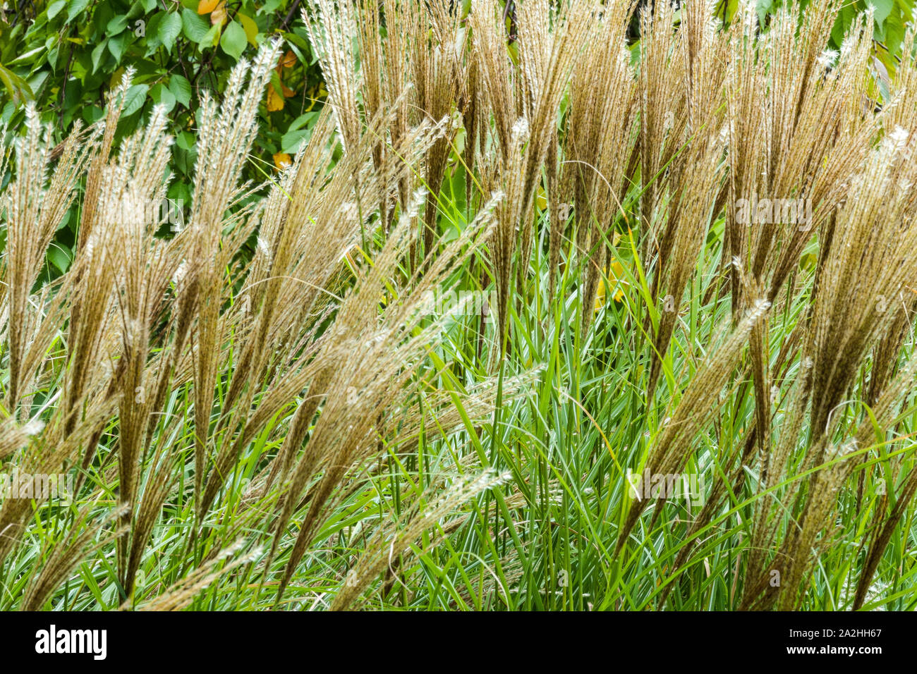Miscanthus Sinensis Silberspinne Autumn Border Garden Maiden Grass Miscanthus Chinese