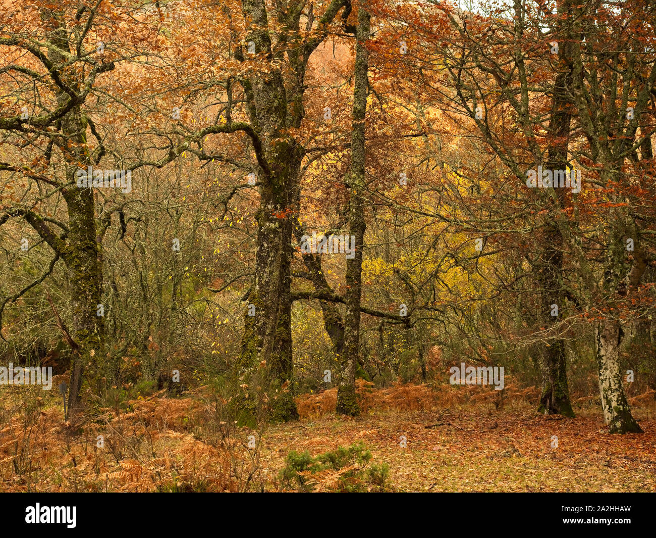 Montejo beech hi-res stock photography and images - Alamy