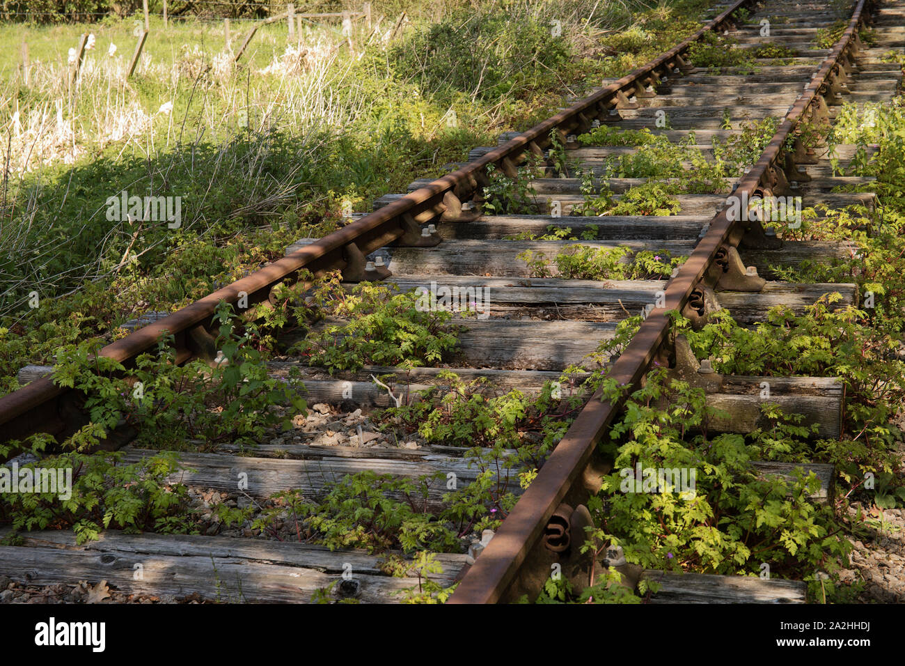 Overgrown railway track hi-res stock photography and images - Alamy
