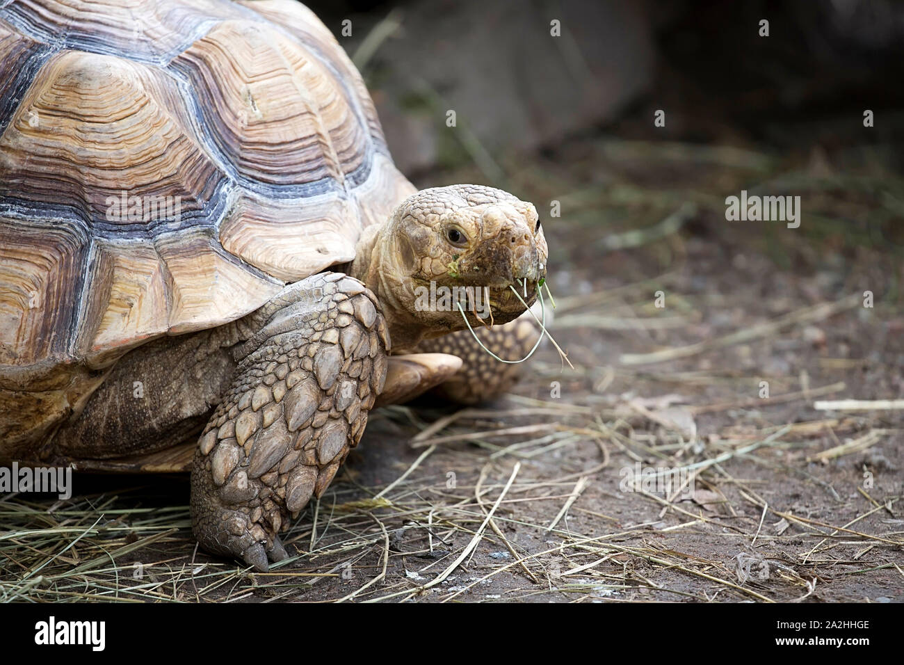 Turtle in the wild, a portrait Stock Photo - Alamy