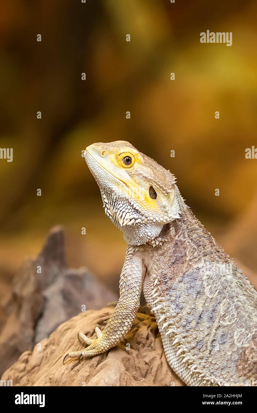 Portrait of tuatara hi-res stock photography and images - Alamy