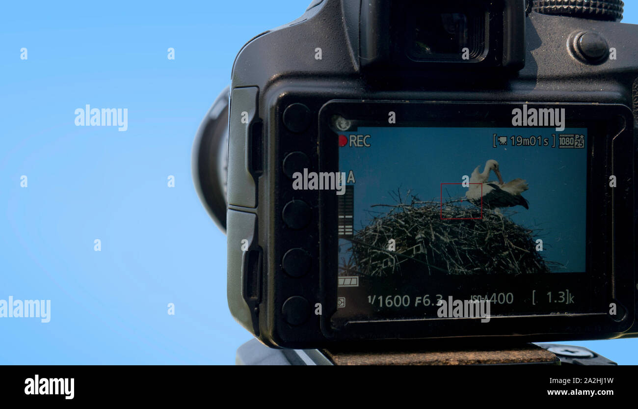 Stork in nest on a display of digital camera Stock Photo - Alamy
